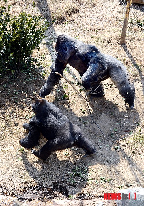 서울대공원에서 가장 귀하신 몸은?…몸값만 20억원 로랜드고릴라 부부 : 네이트 뉴스