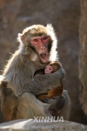#(4)CHINA-SHANDONG-YANTAI ZOO-MACAQUE MONKEY-TWINS NATALITY(CN) : 네이트 뉴스