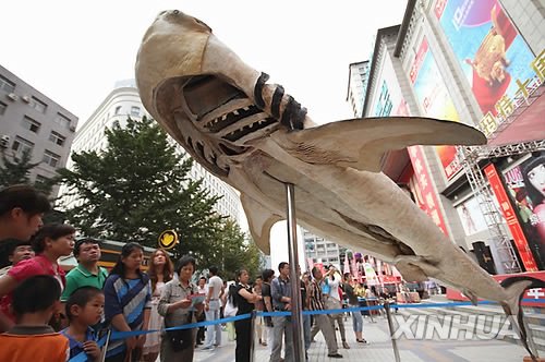 CHINA-DALIAN-WHALE SHARK-SAMPLE (CN) : 네이트 뉴스