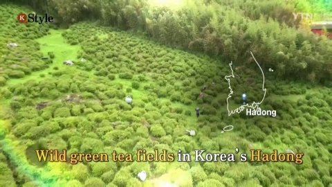 [K STYLE] Hadong Green Tea : 네이트 뉴스