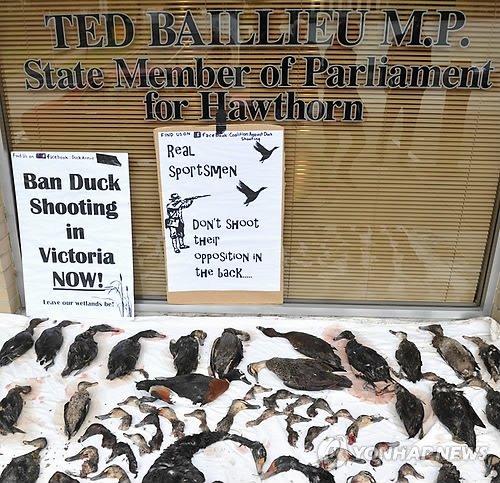 ANTI DUCK SHOOTING PROTEST : 네이트 뉴스
